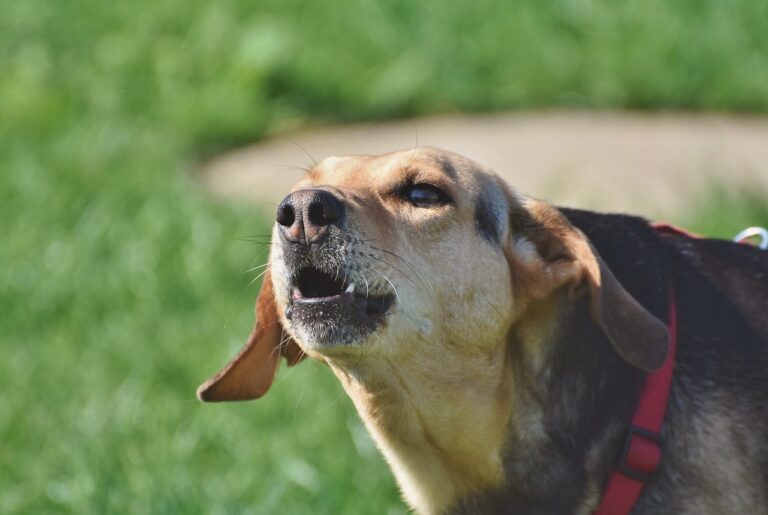 The Queensland Heeler - Total Paws