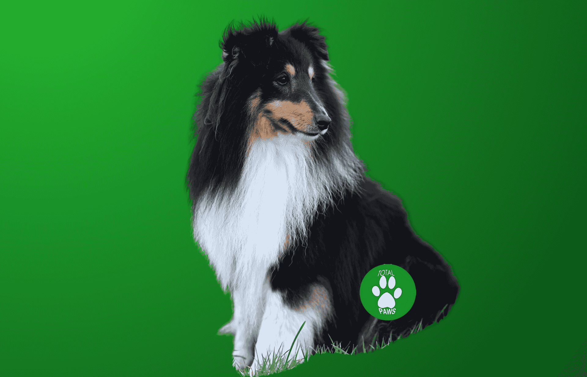 Old English Sheepdog: A Full Guide to the Breed
