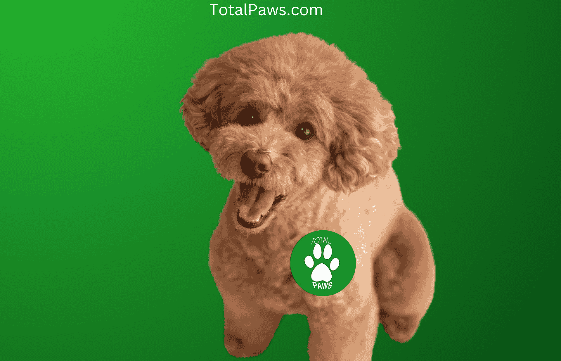 The Poodle - Total Paws