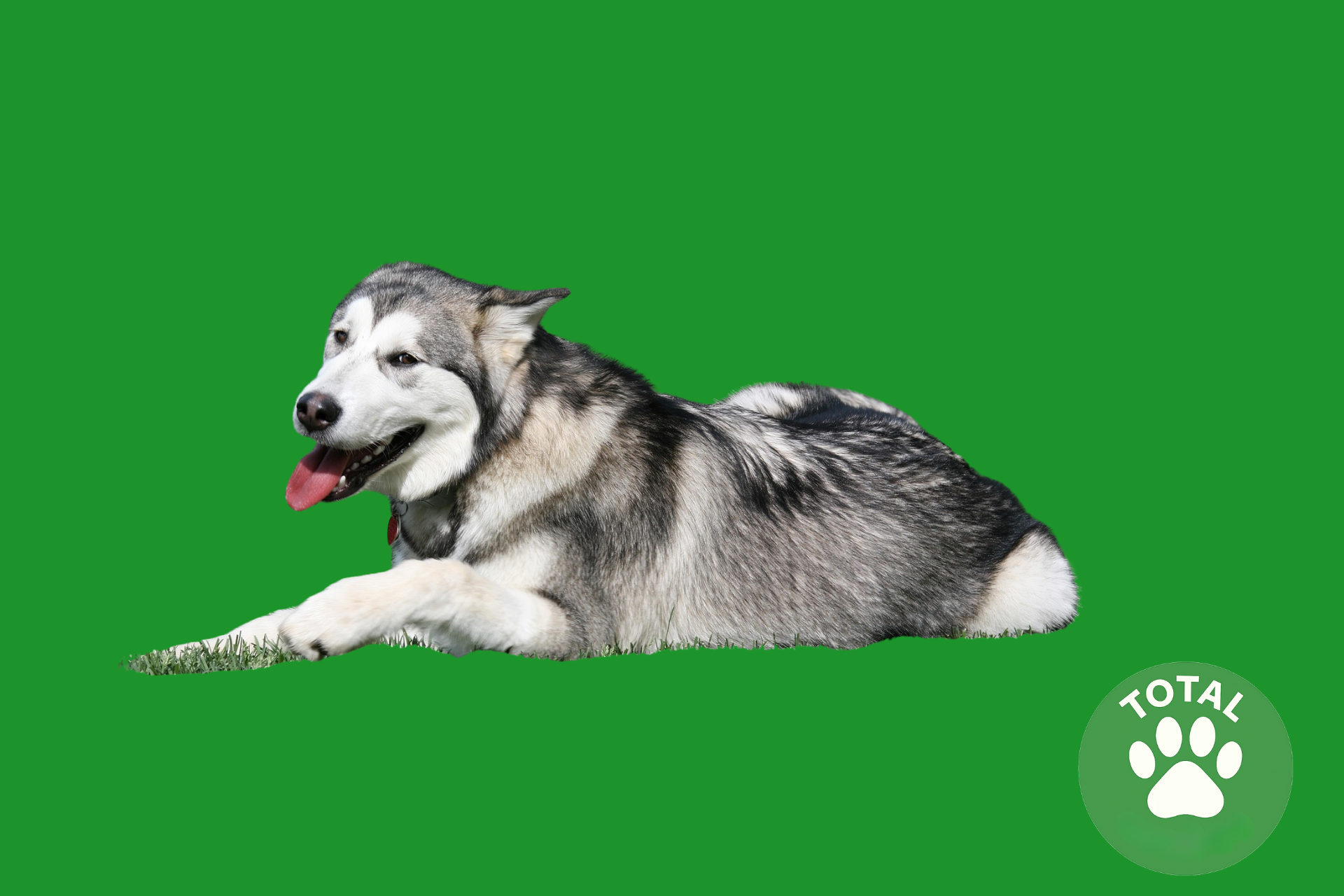 The Alaskan Malamute Alaskan Malamute: Loyal Dog Breed Guide
